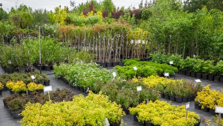 Outdoor Plants Collection - Liven Up Your Garden