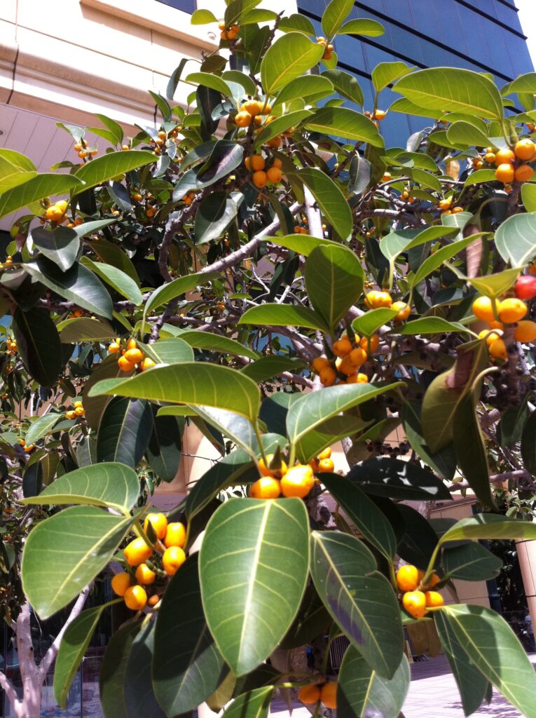 Ficus altissima - Greenway Landscaping L.L.C