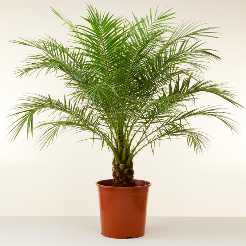 Phoenix Roebelenii Palm 90-100cm - Greenway Landscaping L.L.C