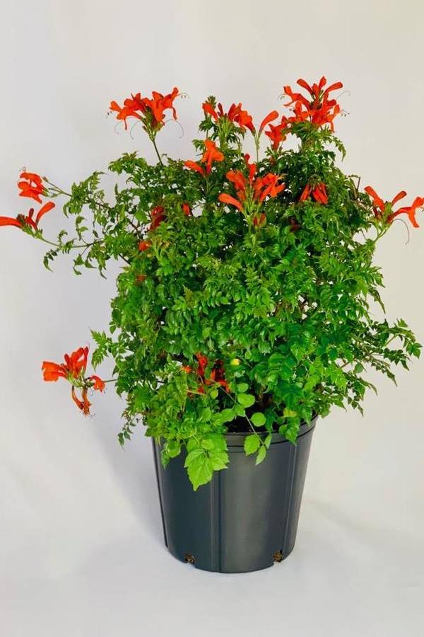Tecomaria capensis - Greenway Landscaping L.L.C