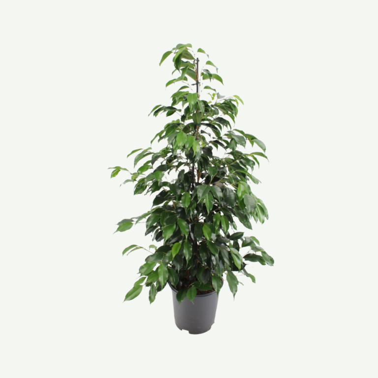 Ornamental Trees - Greenway Landscaping L.L.C