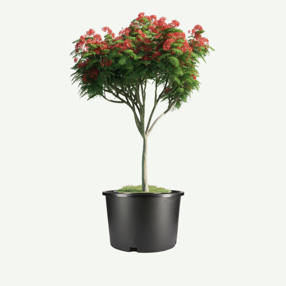 Flame Tree - Greenway Landscaping L.L.C